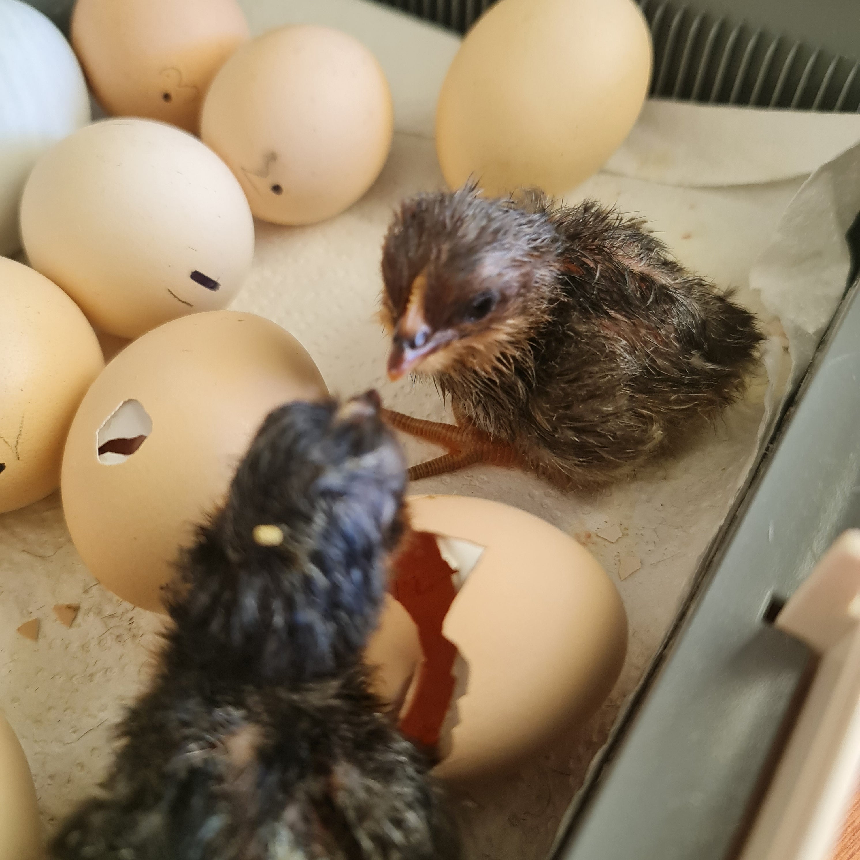 The Hatching Chick Program - Schools and Homes Egg Hatching — Hatching ...