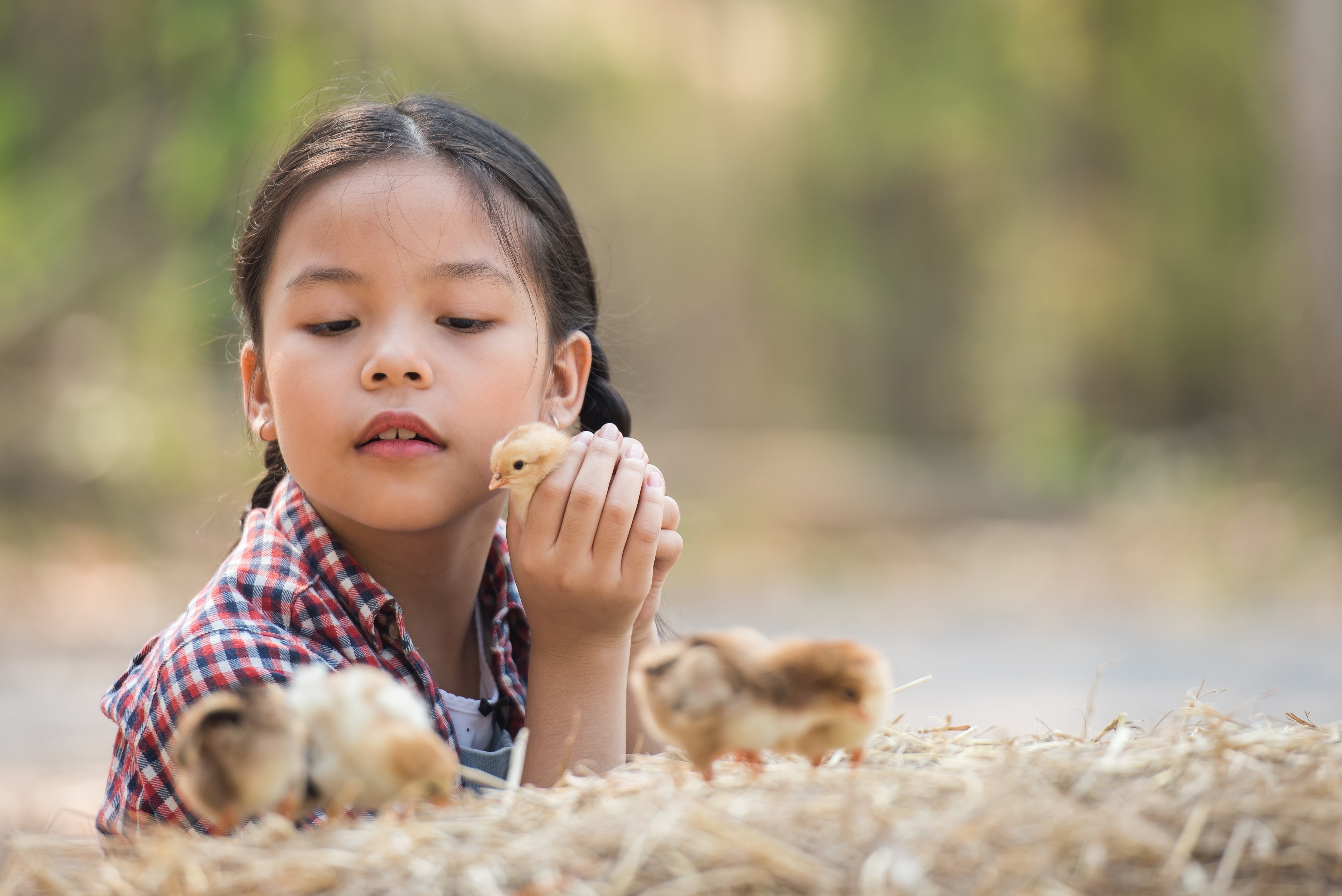 Hatching Chicks Program - Chick And Duckling Hatching For Schools ELCs