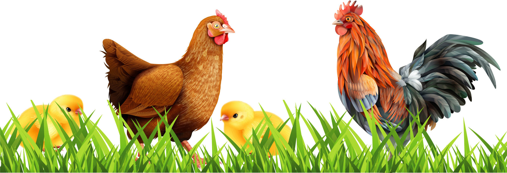 Hatching Chicks Australia - Activities - Printables