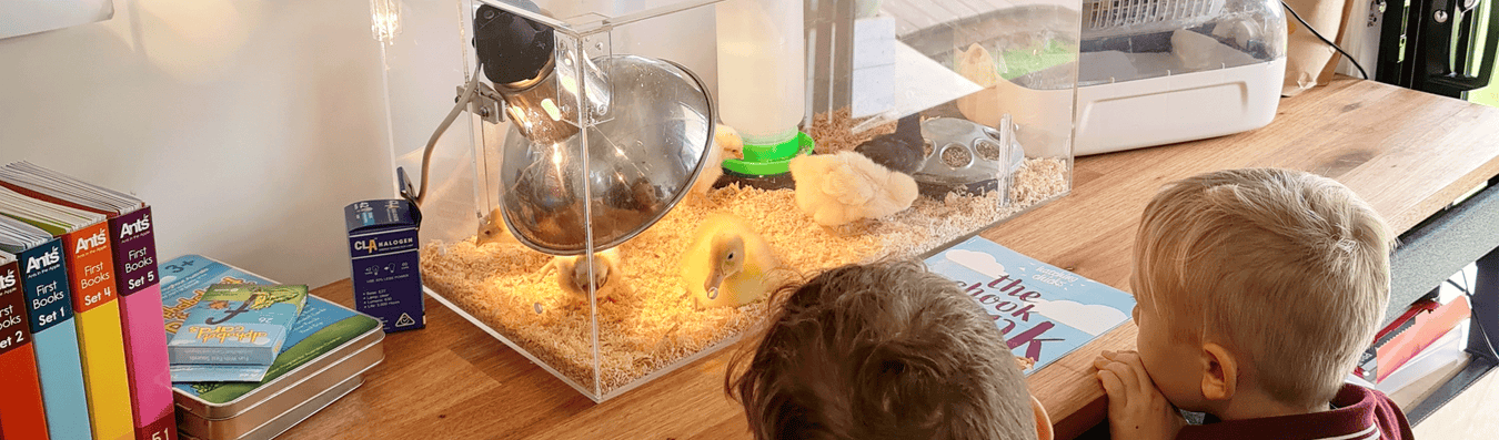 The Hatching Chick Program - Schools and Homes Egg Hatching — Hatching ...