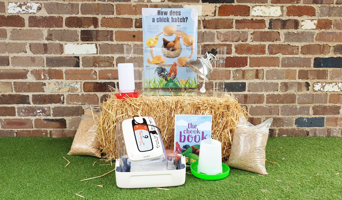 Hatching Chicks Program - Chick And Duckling Hatching For Schools ELCs