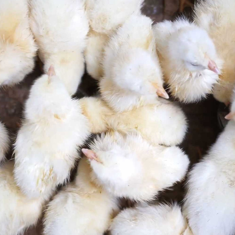 How to adopt a Chick — Hatching Chicks