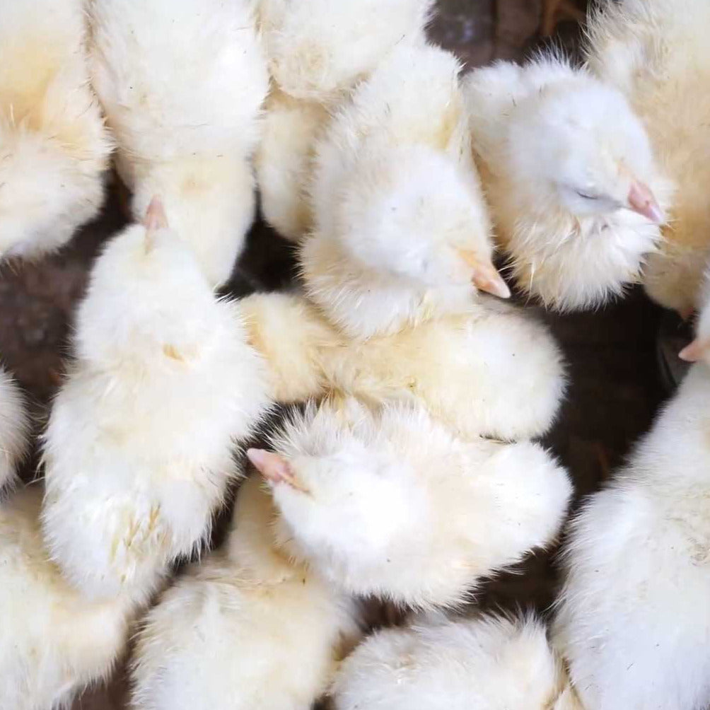 How to adopt a Chick — Hatching Chicks