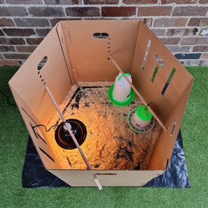 Hatching Chicks Program - Chick And Duckling Hatching For Schools ELCs