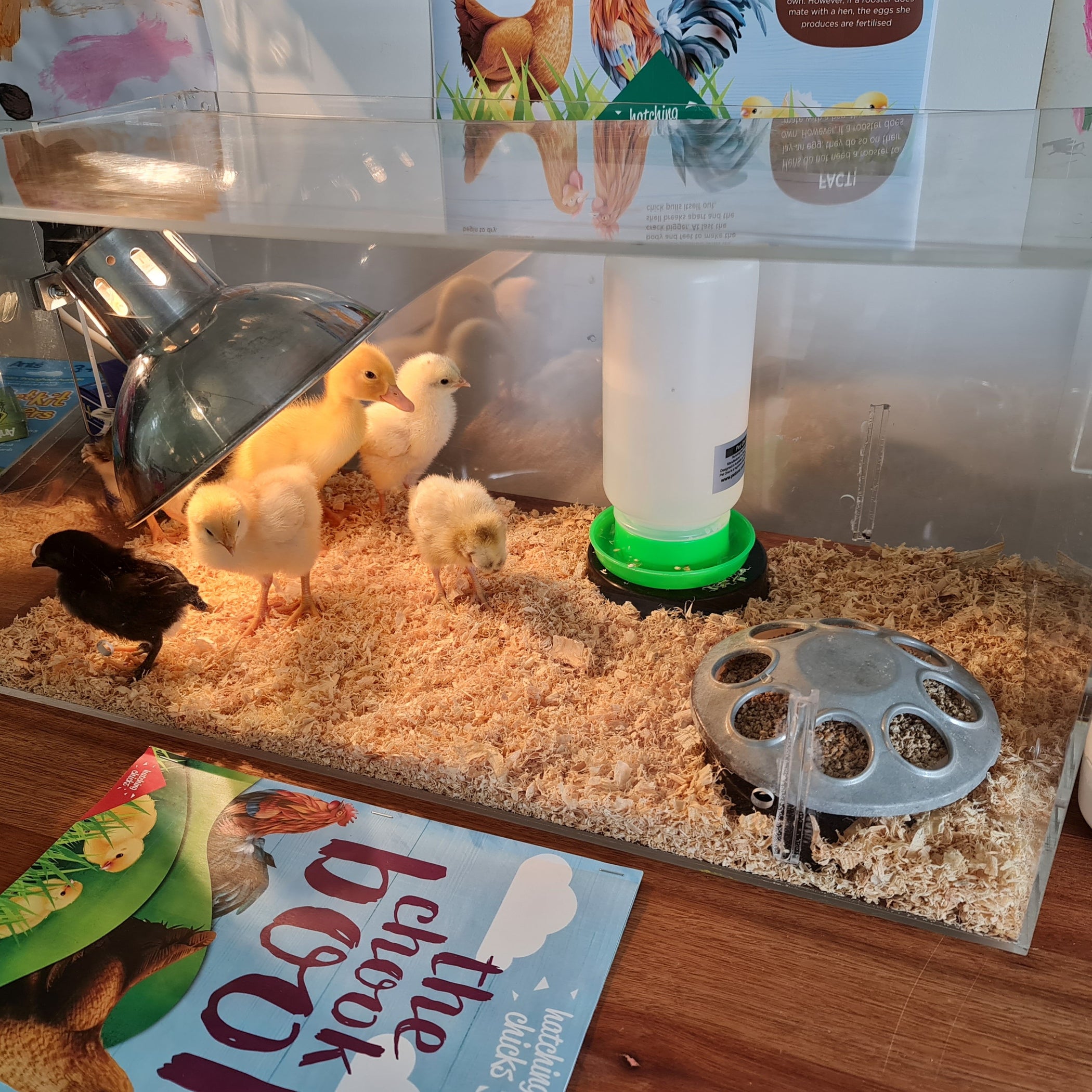 Hatching baby chickens in the classroom — Hatching Chicks