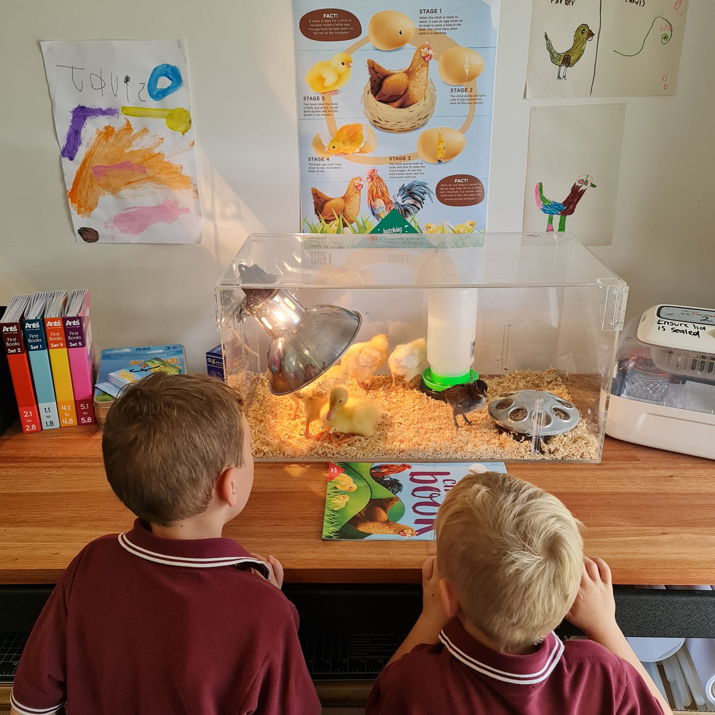 Hatching baby chickens in the classroom — Hatching Chicks