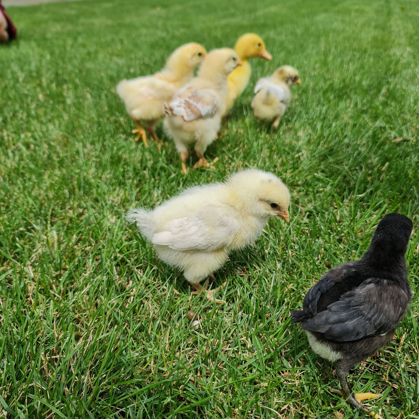 Hatching Chicks Program - Chick And Duckling Hatching For Schools ELCs