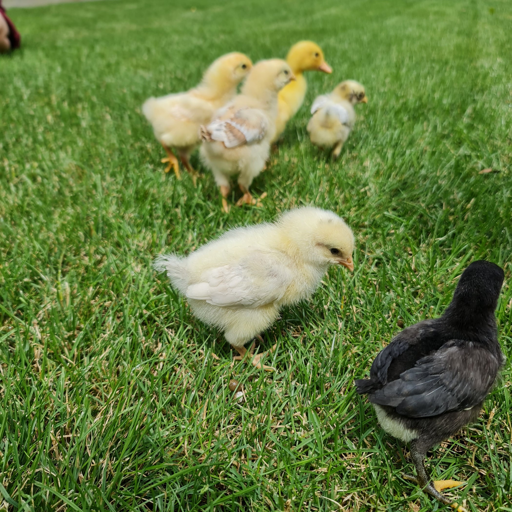 Hatching Chicks Program - Chick And Duckling Hatching For Schools ELCs