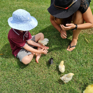 Hatching Program for Schools and Homes NSW -ACT - Book Online Now for ...