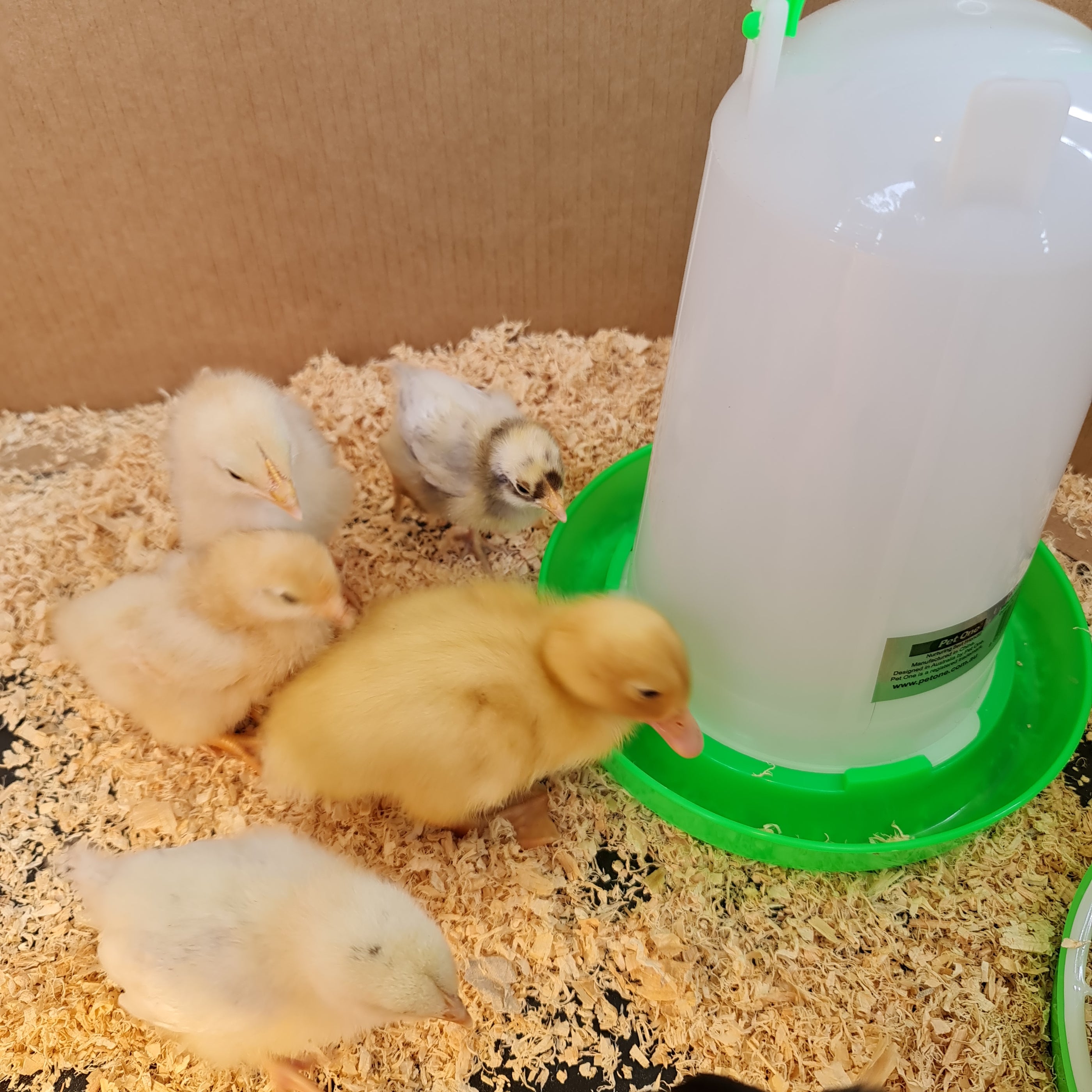 Hatching Chicks Program - Chick And Duckling Hatching For Schools ELCs