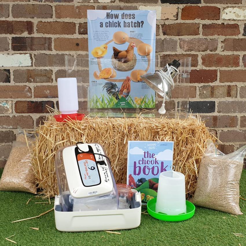 Hatching baby chickens in the classroom — Hatching Chicks