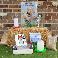 Hatching baby chickens in the classroom — Hatching Chicks