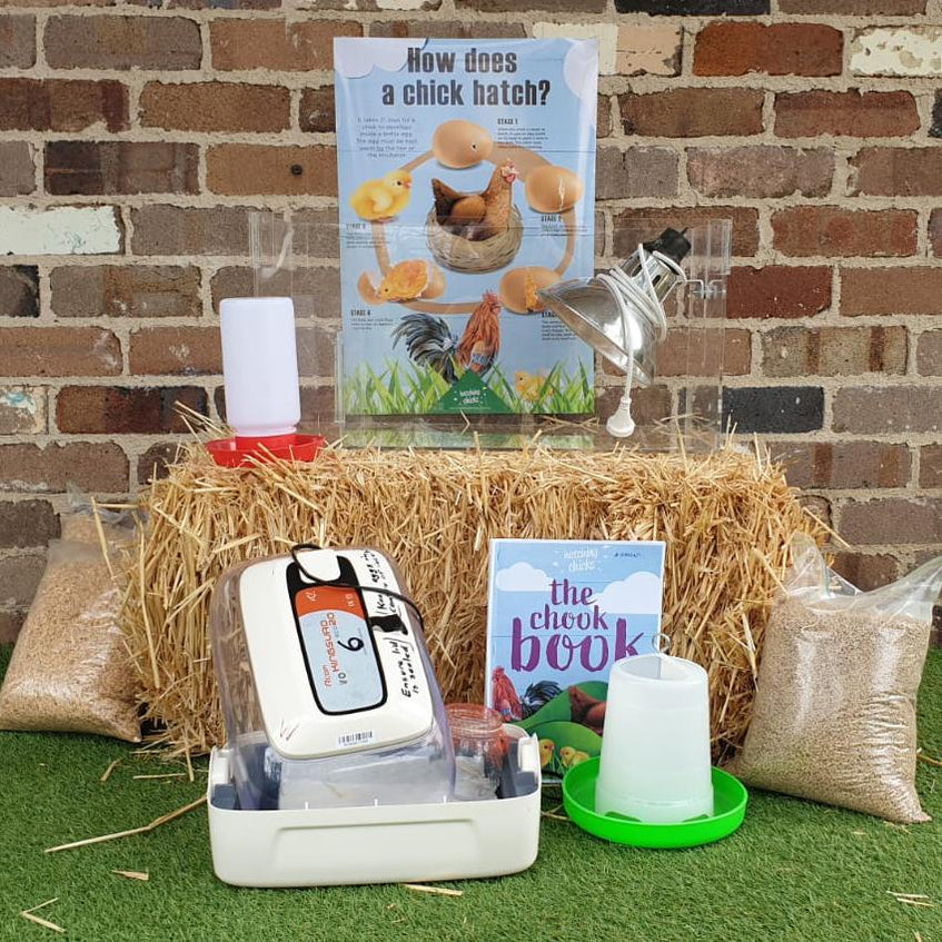 Hatching baby chickens in the classroom — Hatching Chicks